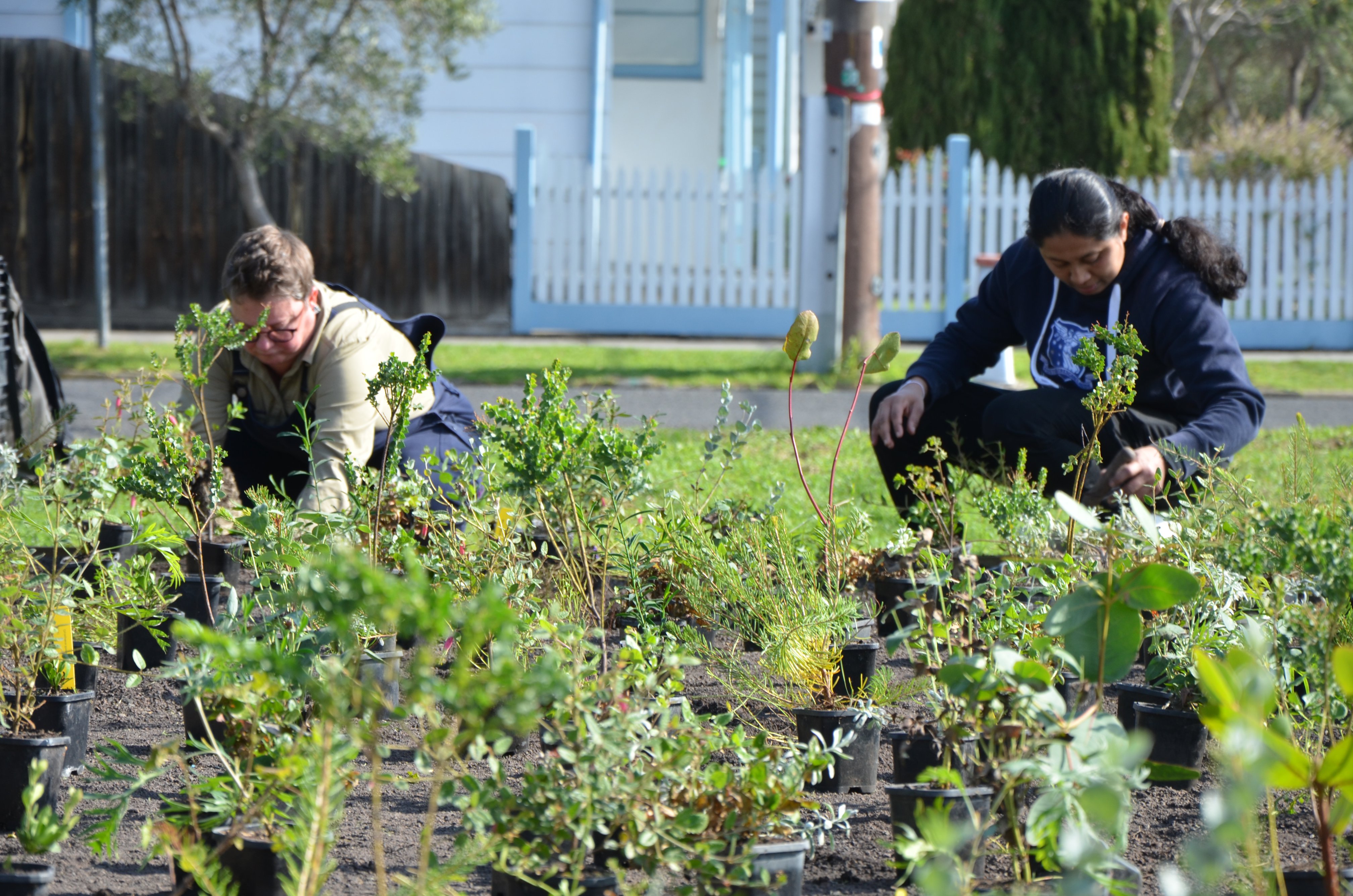 Woody Meadow Display - Woody Meadow