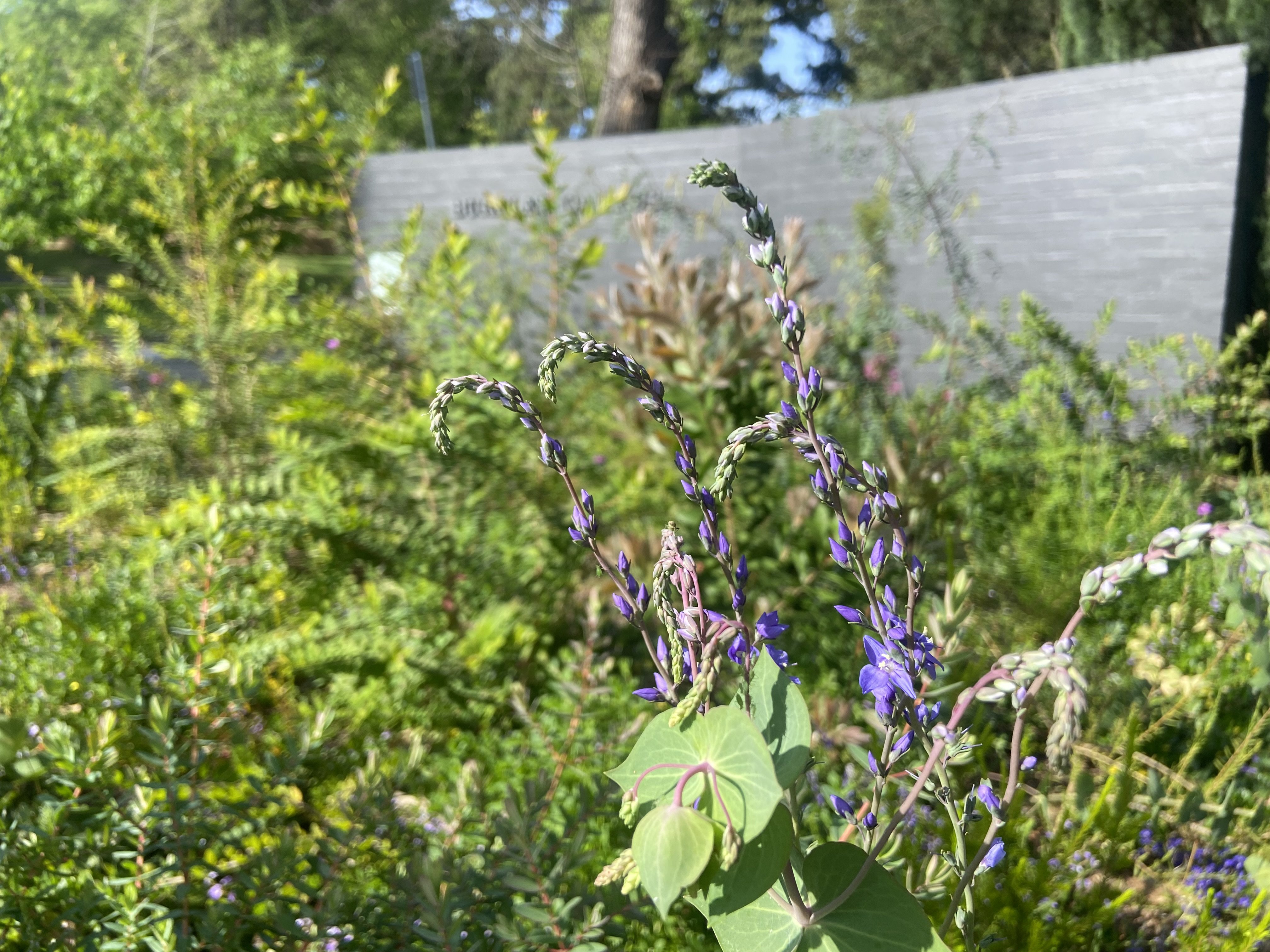 Woody Meadow Display - Woody Meadow